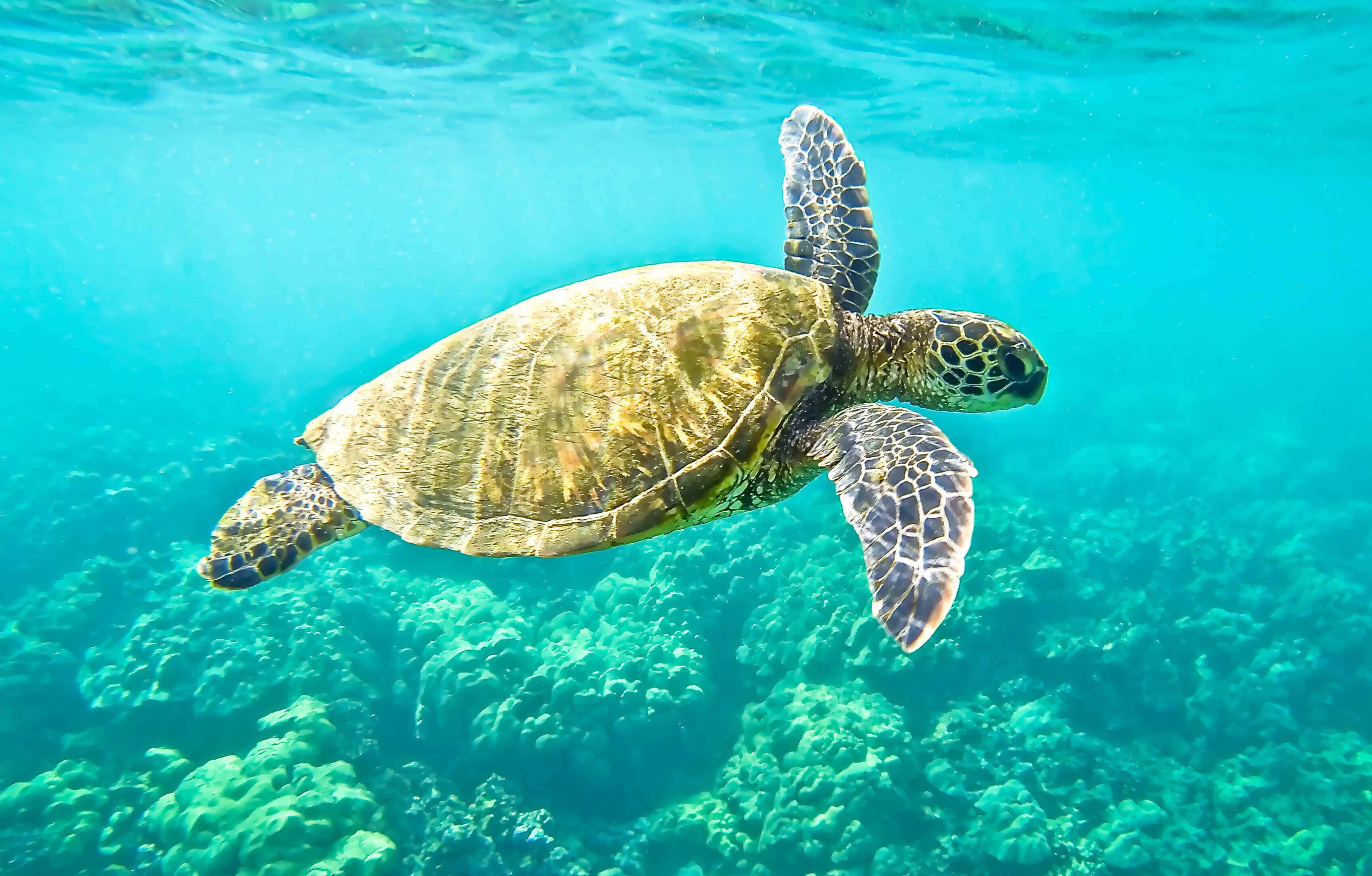 Best Spots to See Turtles Ayia Napa | Top 6 Turtle Watching
